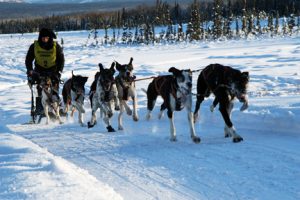 Mushers break records at Montana Creek Championships - KTNA 88.9 FM