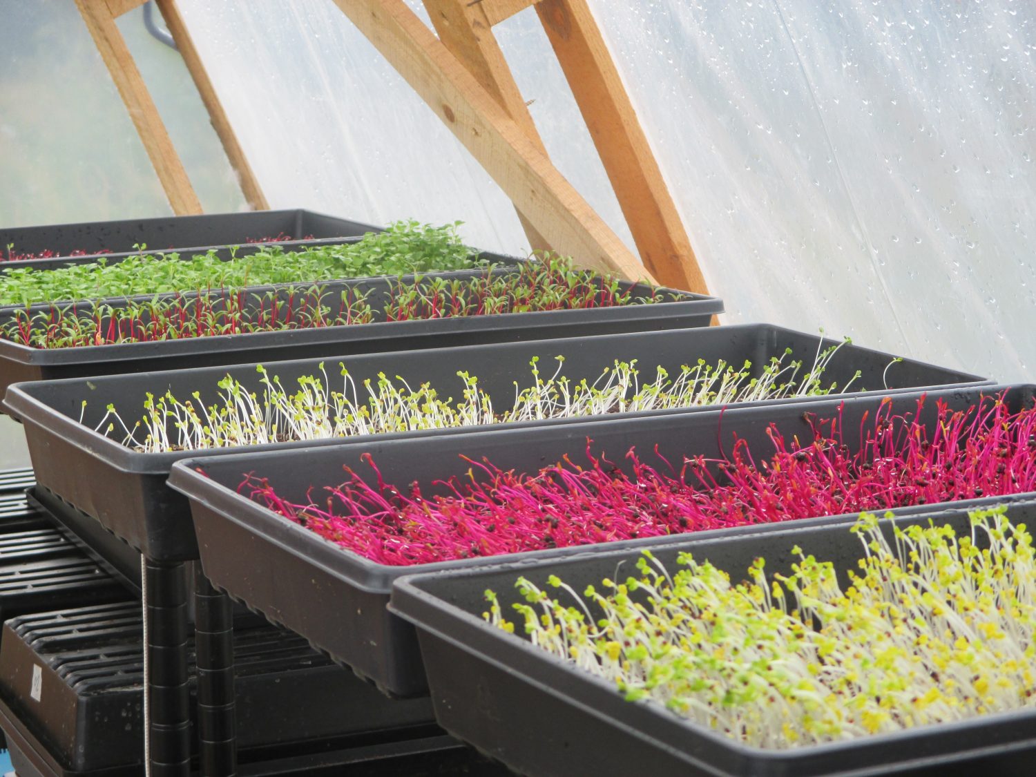 Upper Valley Agriculture: Bare Hands Farm | KTNA 88.9 FM