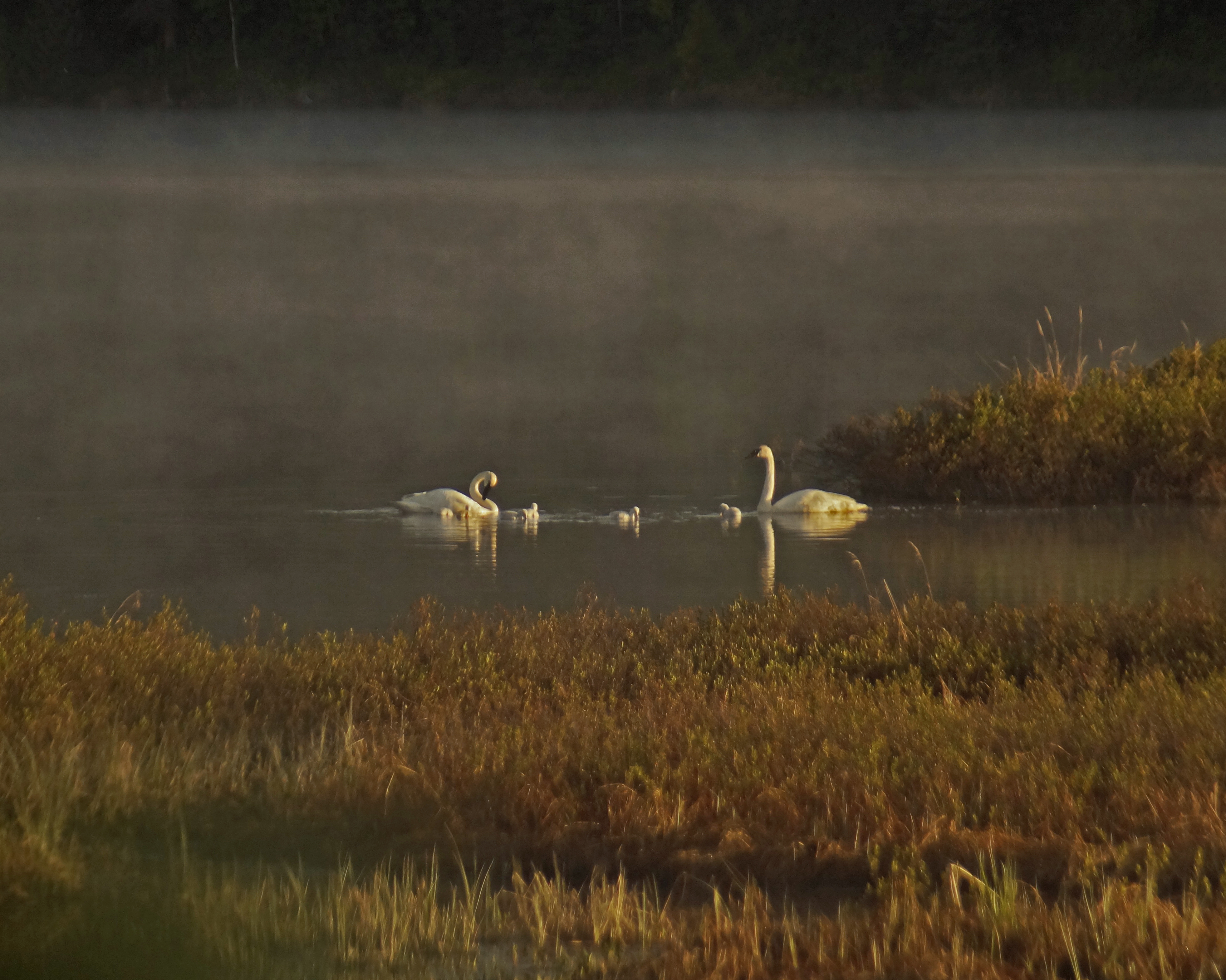 Susitna Writer’s Voice–“Swans at Dawn”, by Robin Song | KTNA 88.9 FM