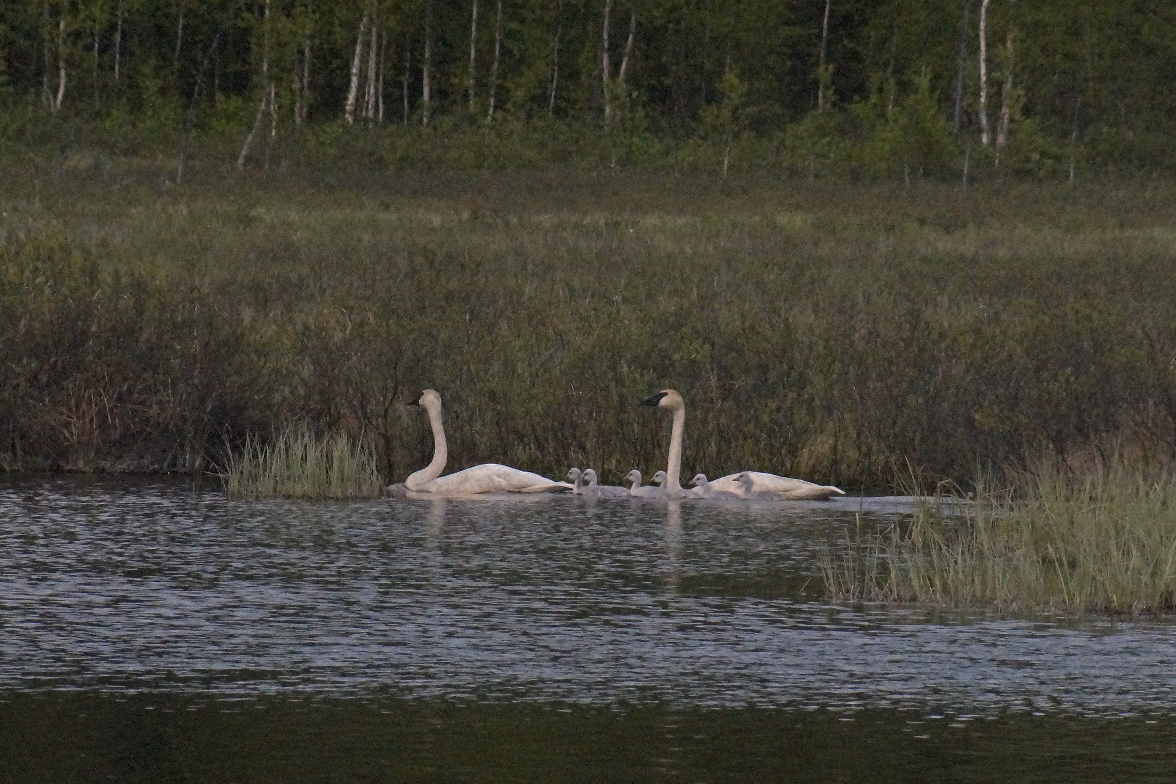 Susitna Writer’s Voice–“Swans at Dawn”, by Robin Song | KTNA 88.9 FM