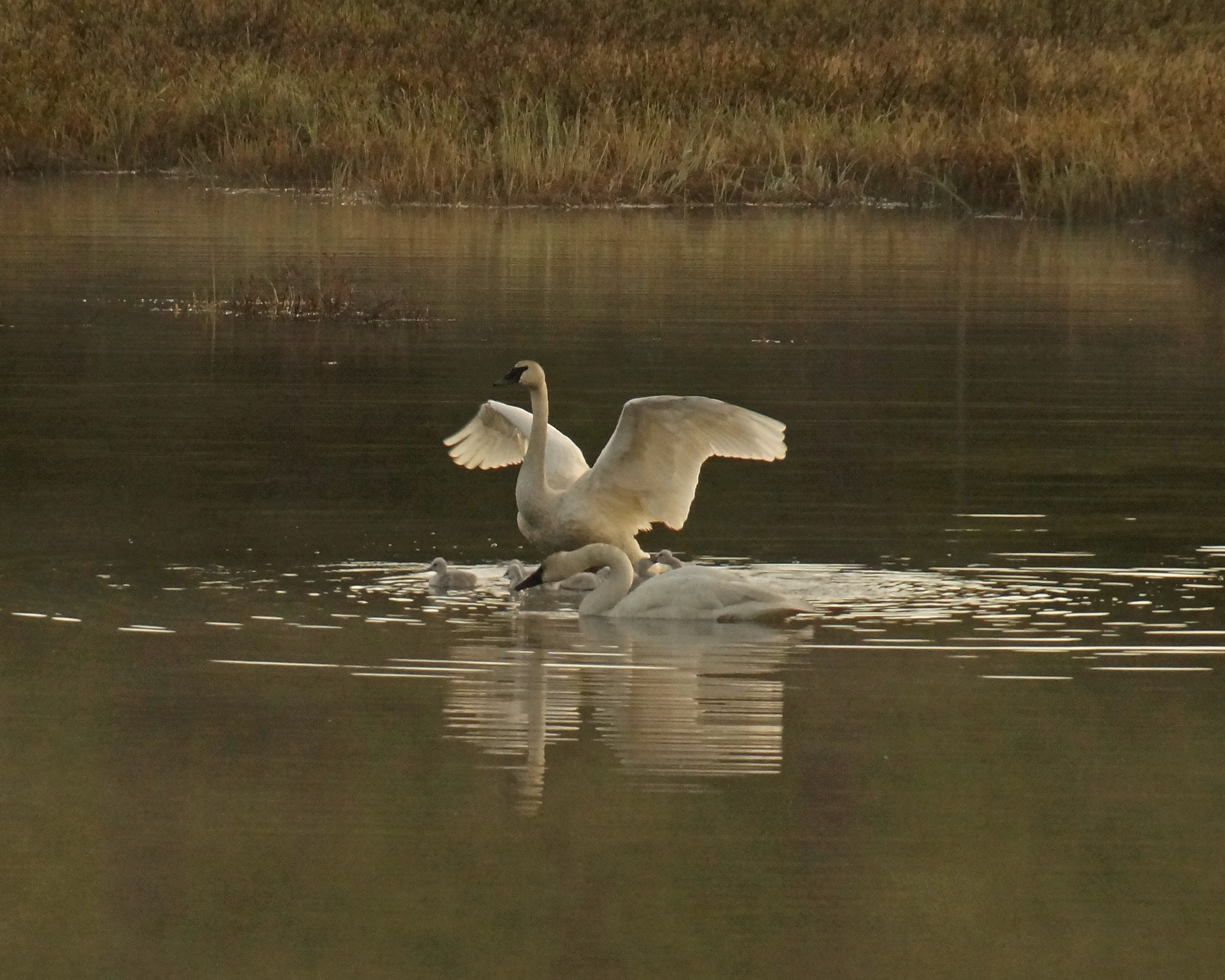 Susitna Writer’s Voice–“Swans at Dawn”, by Robin Song | KTNA 88.9 FM